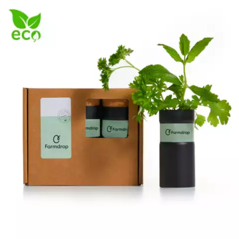 Promotional Plants, Unique Branded Pot Plants & Interactive Seed Gifts